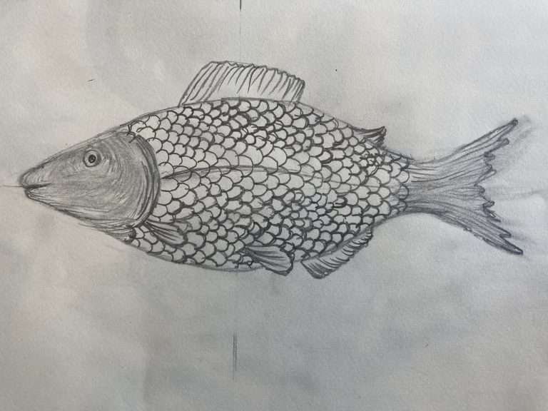 How To Draw a Fish In 11 Easy Steps - Brighter Craft