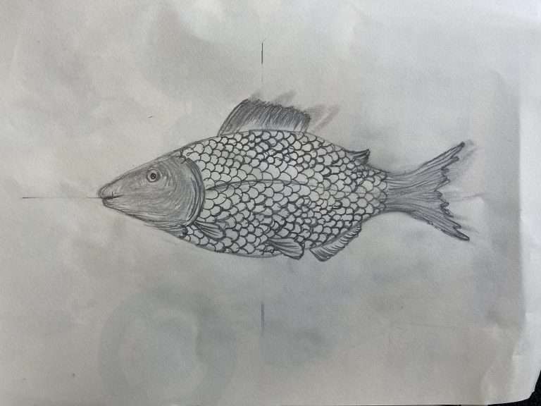 How To Draw a Fish In 11 Easy Steps - Brighter Craft