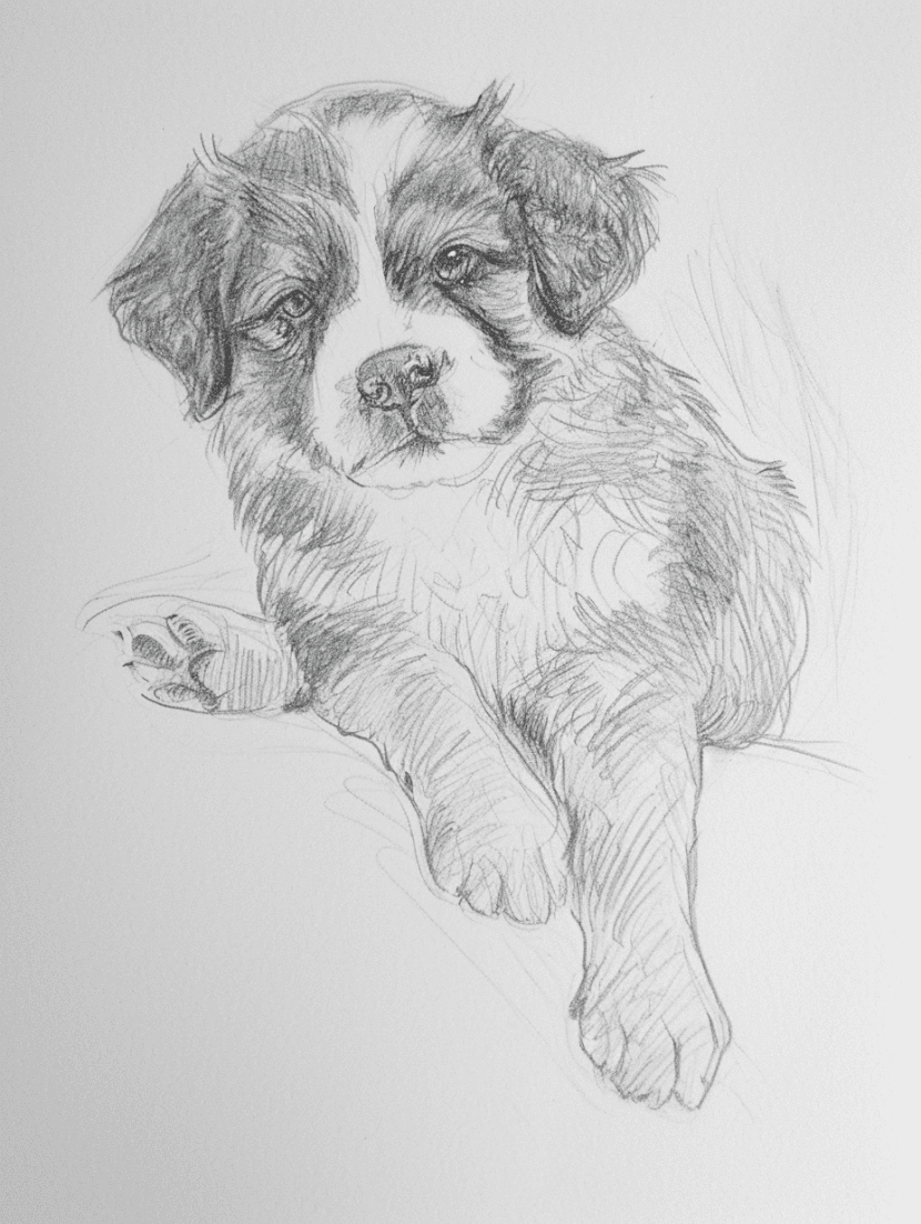 35 Realistic Dog Drawing Ideas and Tutorials for All Skill Levels ...