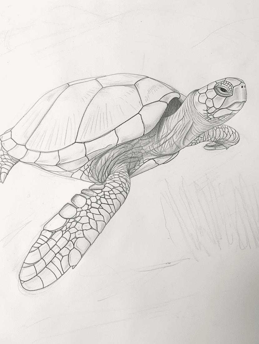 15 Realistic Marine Life Drawing Ideas and Tutorials for All Skill ...