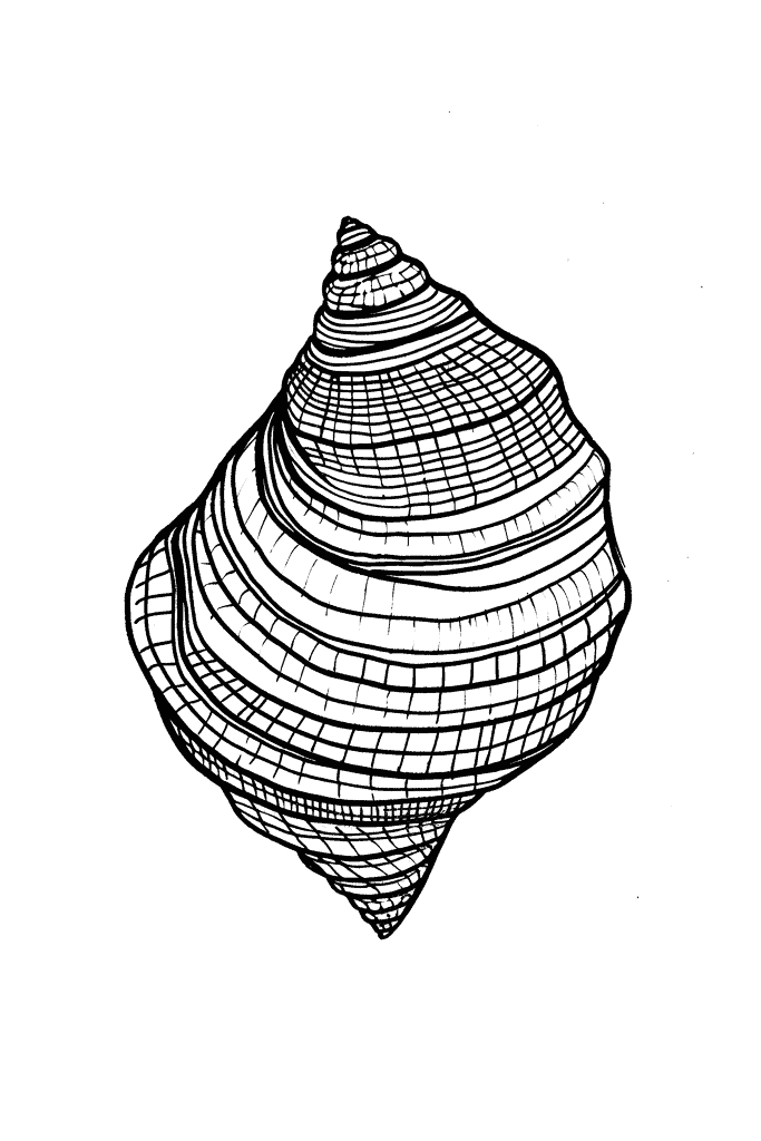 30 Simple Sea Shell Drawing Ideas - Brighter Craft