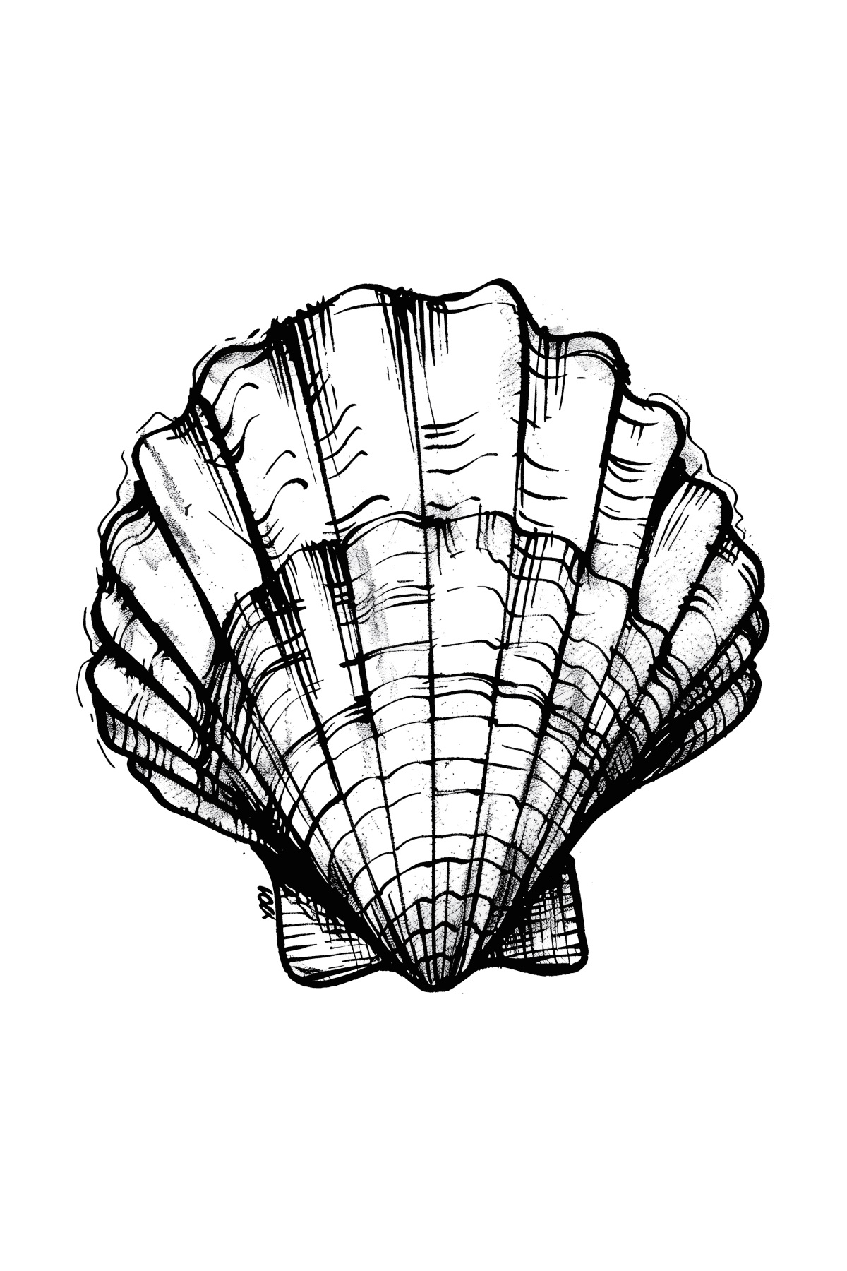 30 Simple Sea Shell Drawing Ideas - Brighter Craft