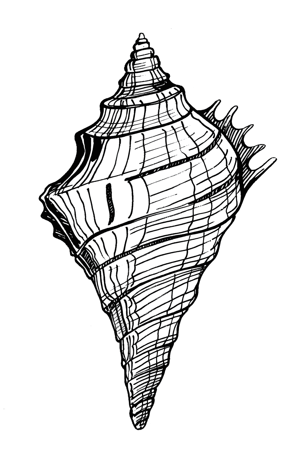 30 Simple Sea Shell Drawing Ideas - Brighter Craft