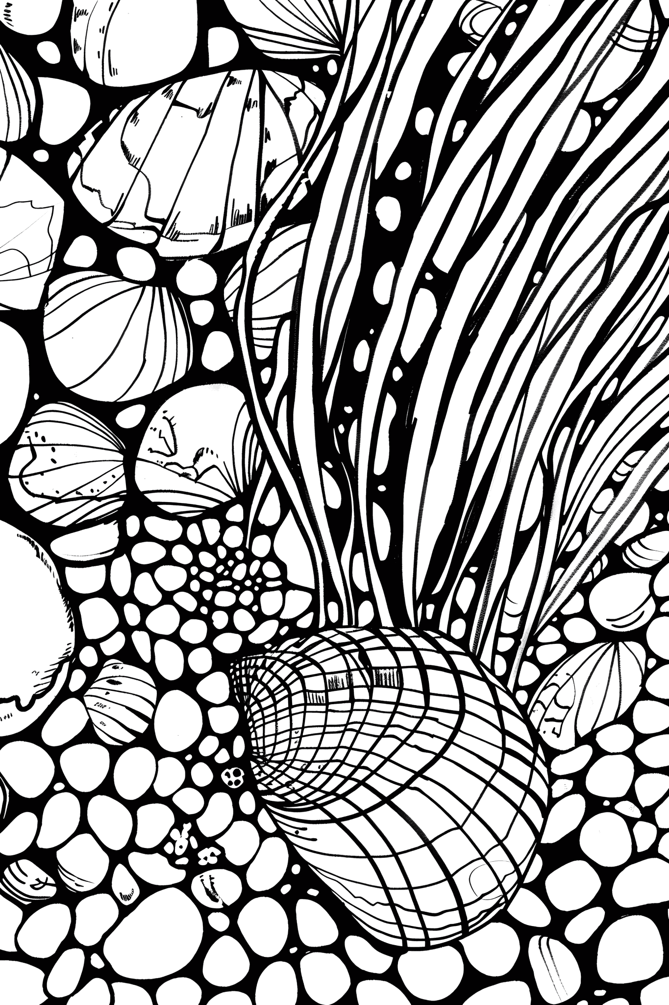 30 Simple Sea Shell Drawing Ideas - Brighter Craft