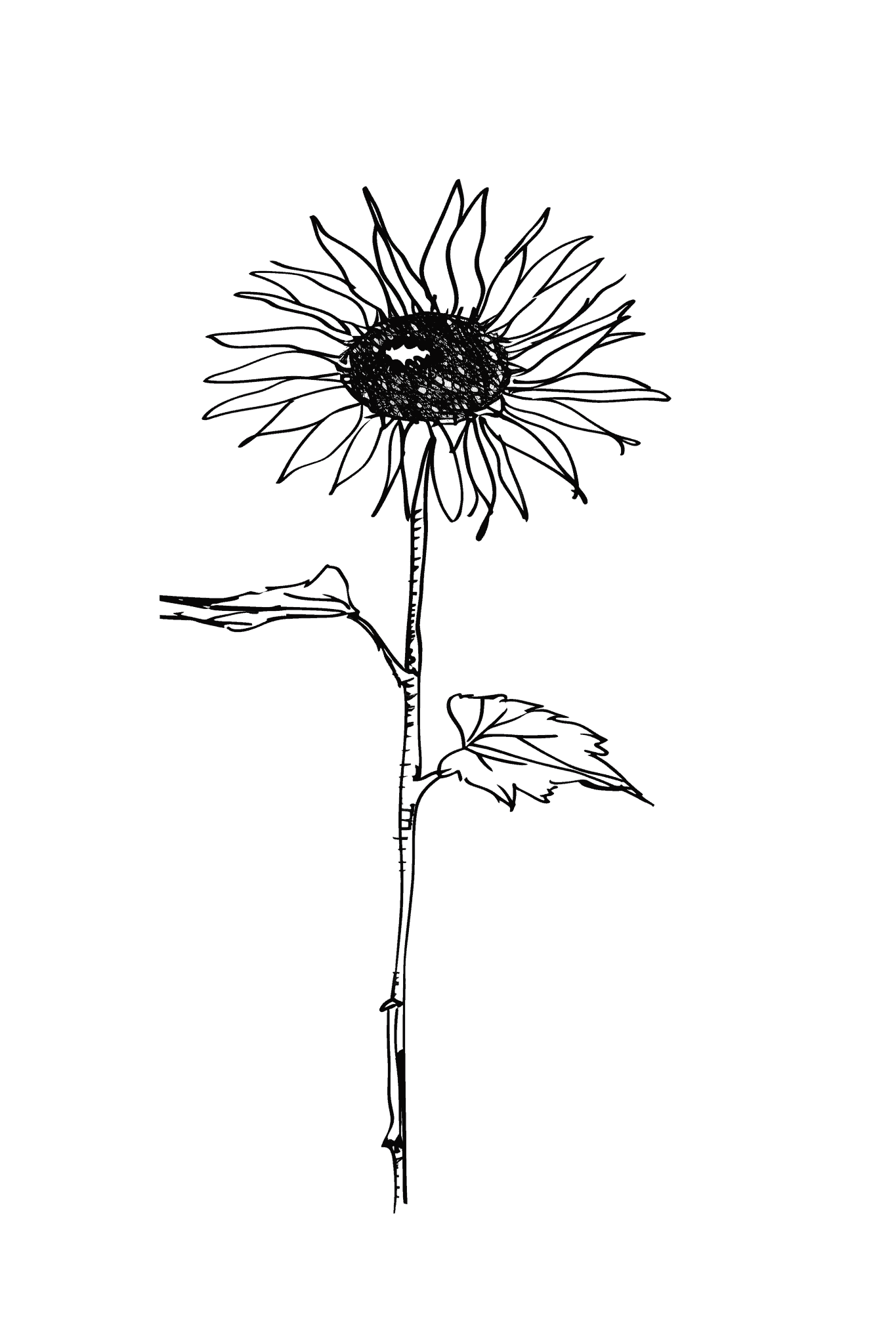 30 Simple Spring Doodle Ideas - Brighter Craft