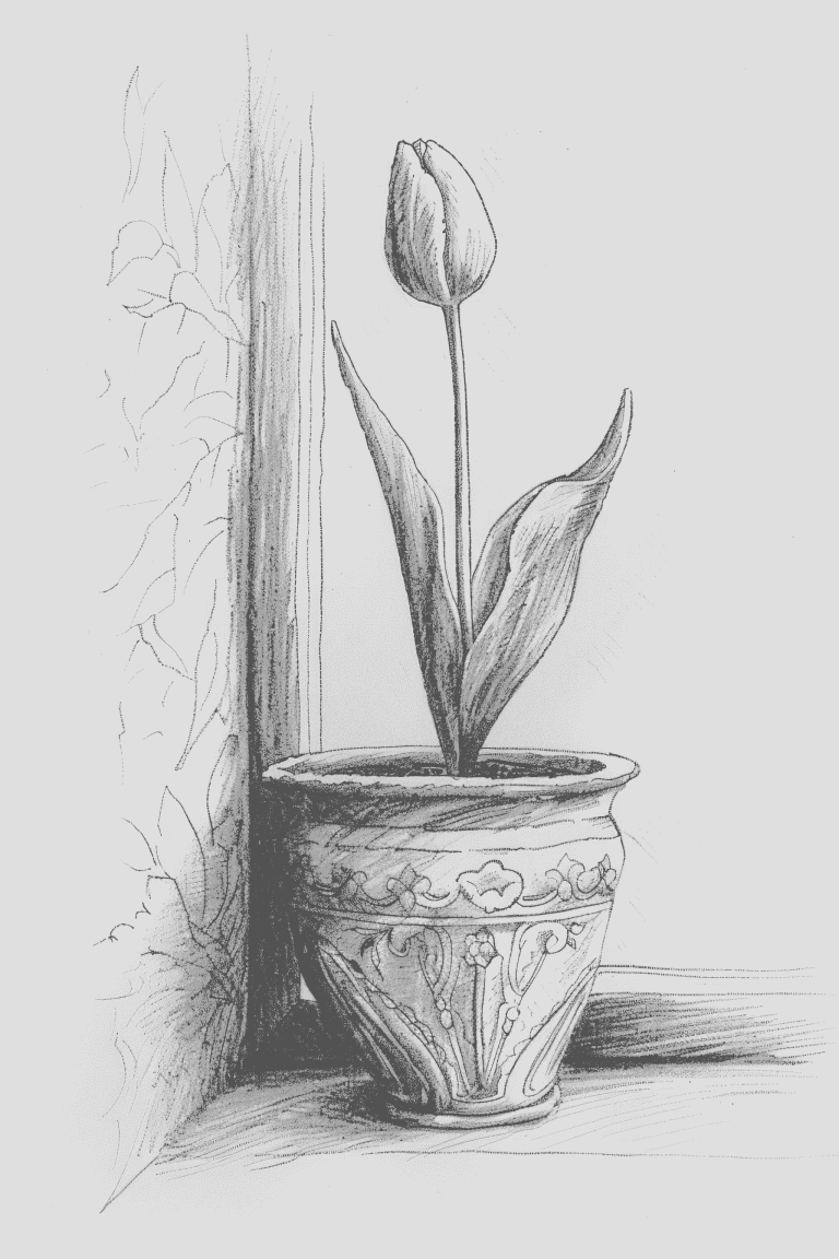 30 Tulip Drawing Tutorials for All Artists - Brighter Craft