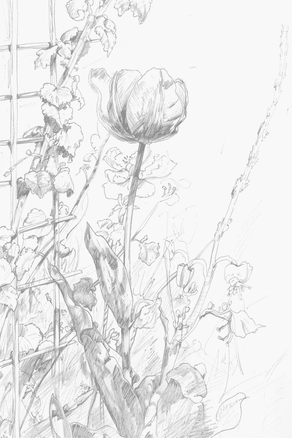 30 Tulip Drawing Tutorials for All Artists - Brighter Craft