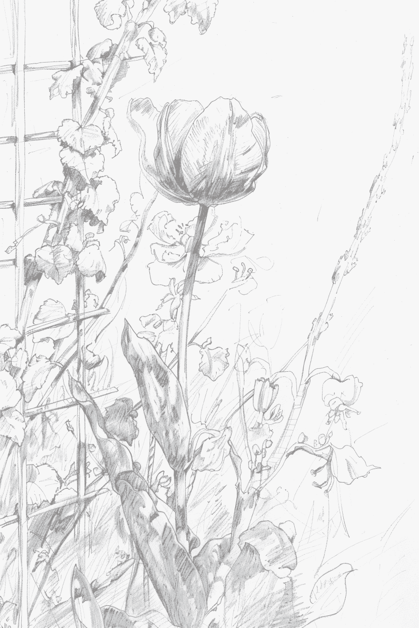 30 Tulip Drawing Tutorials for All Artists - Brighter Craft