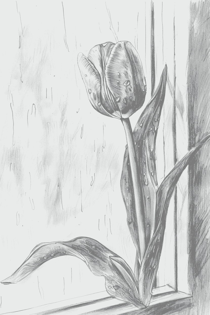 30 Tulip Drawing Tutorials for All Artists - Brighter Craft