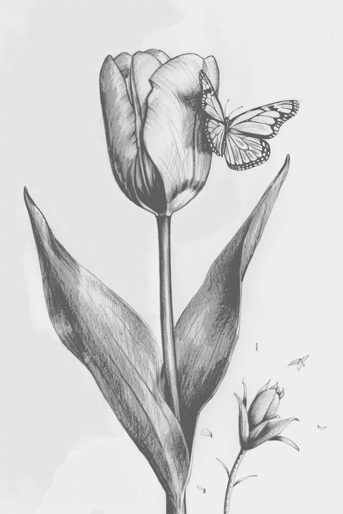 30 Tulip Drawing Tutorials for All Artists - Brighter Craft