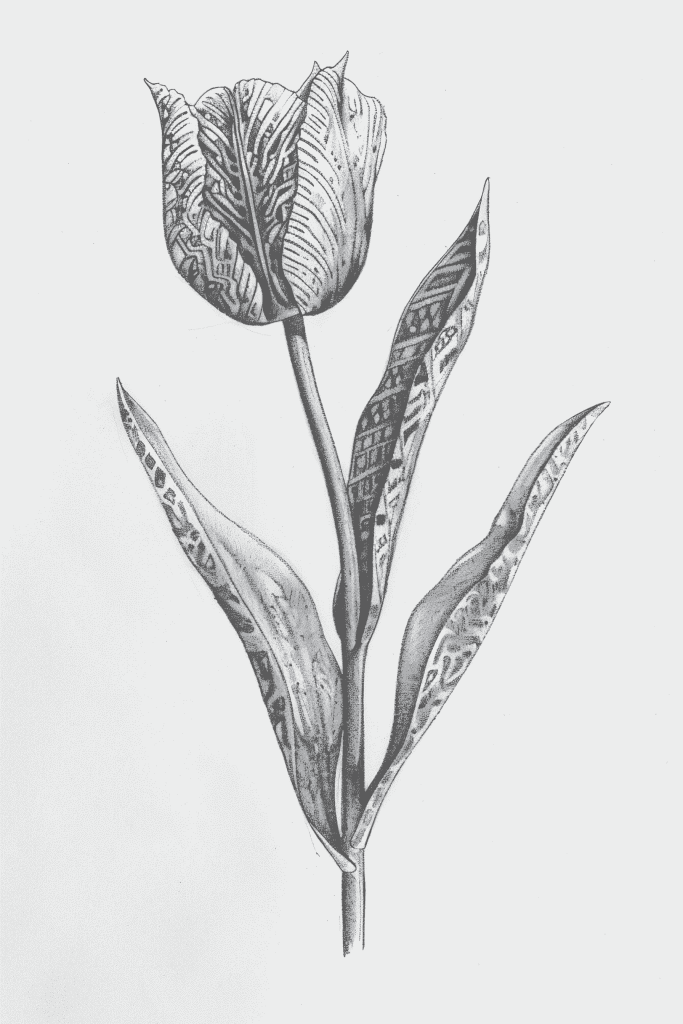30 Tulip Drawing Tutorials for All Artists - Brighter Craft