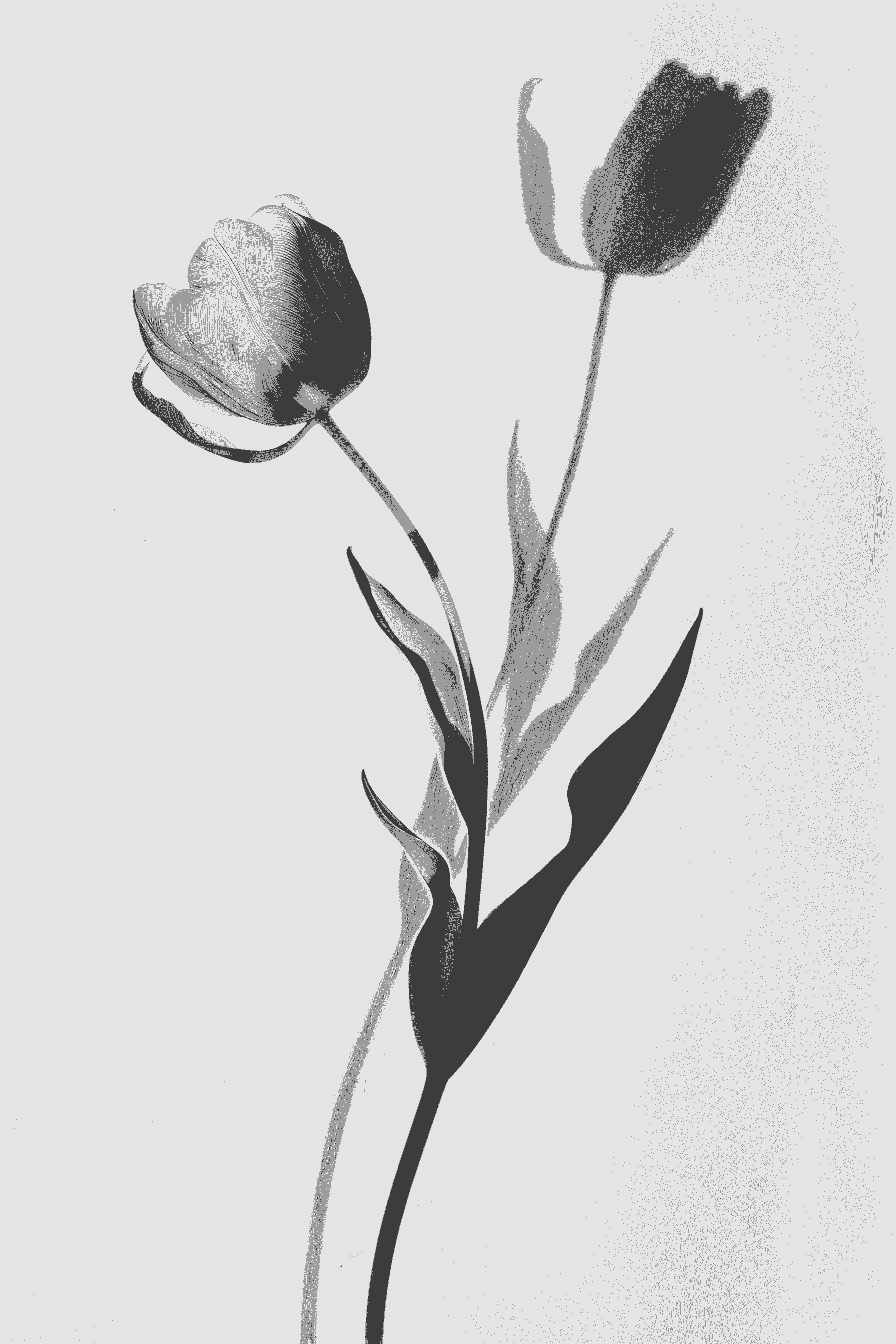 30 Tulip Drawing Tutorials for All Artists - Brighter Craft