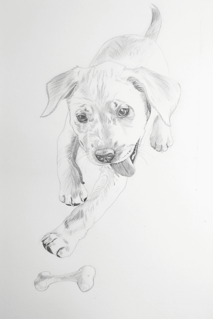 20 Playful Puppy Sketches to Melt Your Heart - Brighter Craft Playful ...