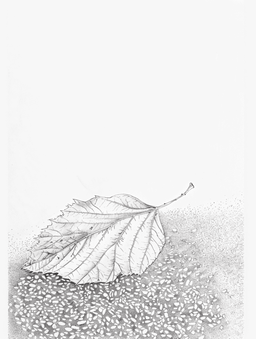 25 Easy Autumn Drawing Tutorials for Beginners - Brighter Craft