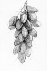 25 Easy Tropical Fruit Drawing Ideas for Your Sketchbook - Brighter Craft