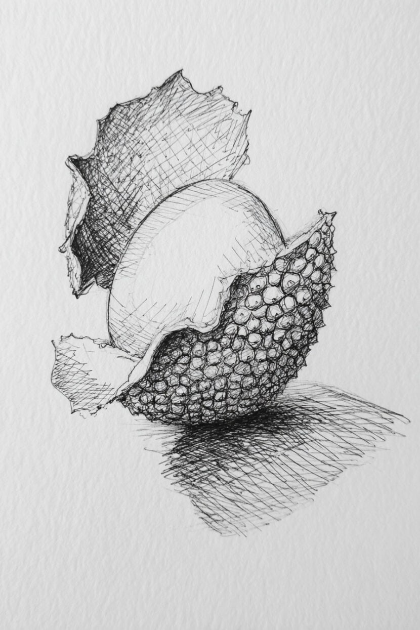 25 Easy Tropical Fruit Drawing Ideas for Your Sketchbook - Brighter Craft